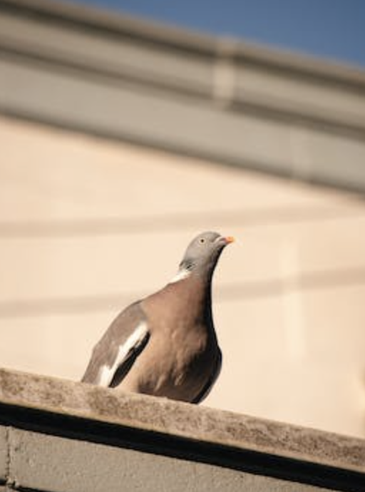 The True Story of Mr. Beak - A Kamikaze Pigeon - The Dragonfly Report